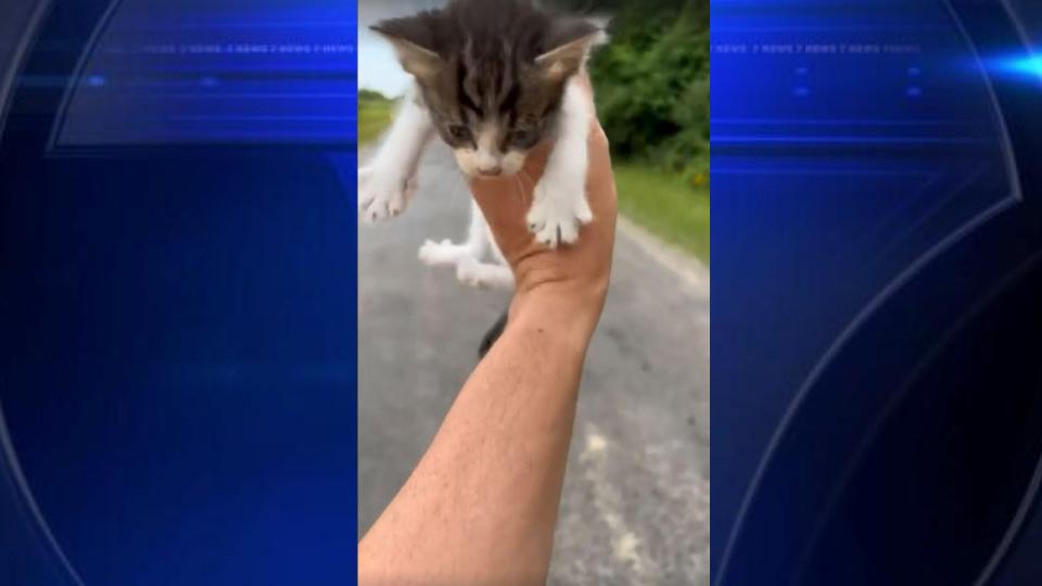 Man rescues 13 kittens on side of road after spotting single stray ...