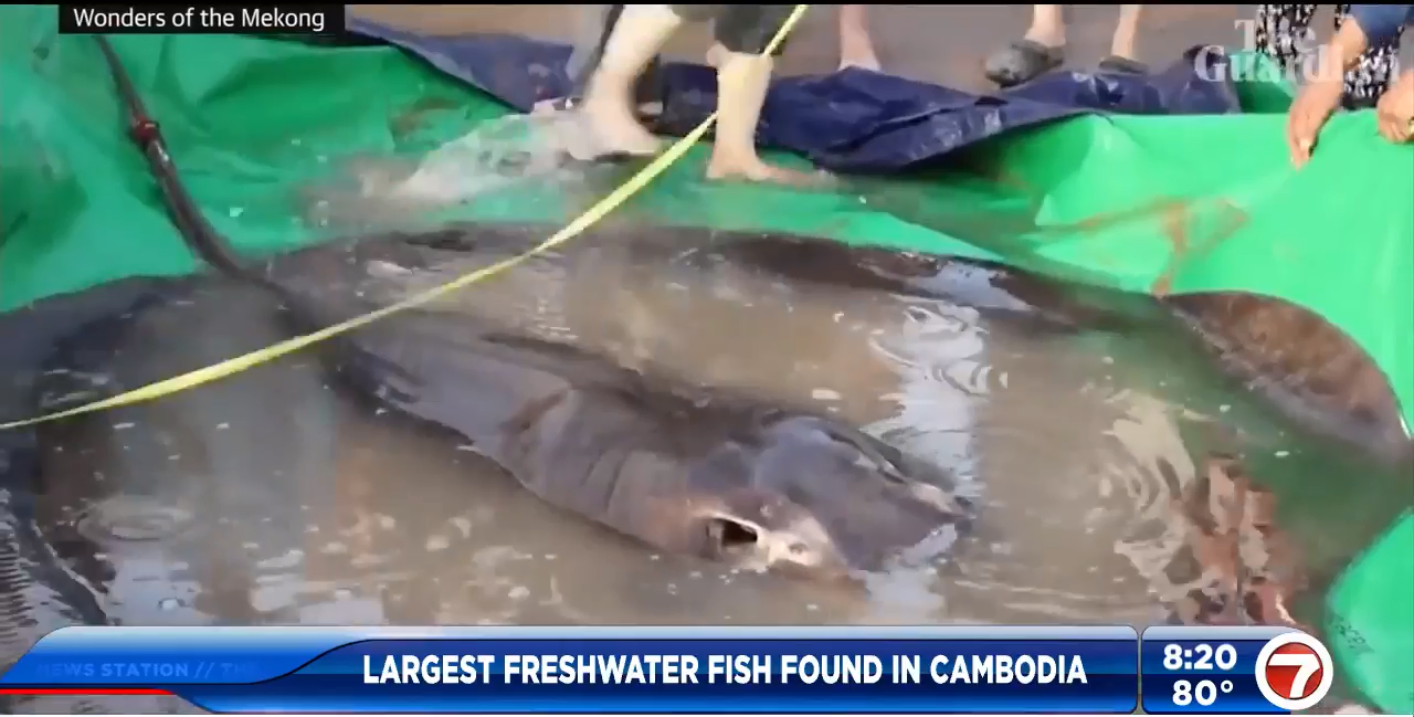 Cambodian catches world’s largest recorded freshwater fish - WSVN 7News ...