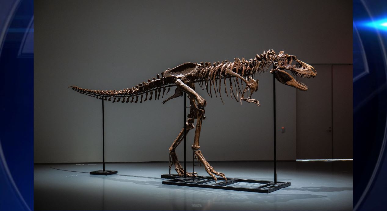 Gorgosaurus Skeleton