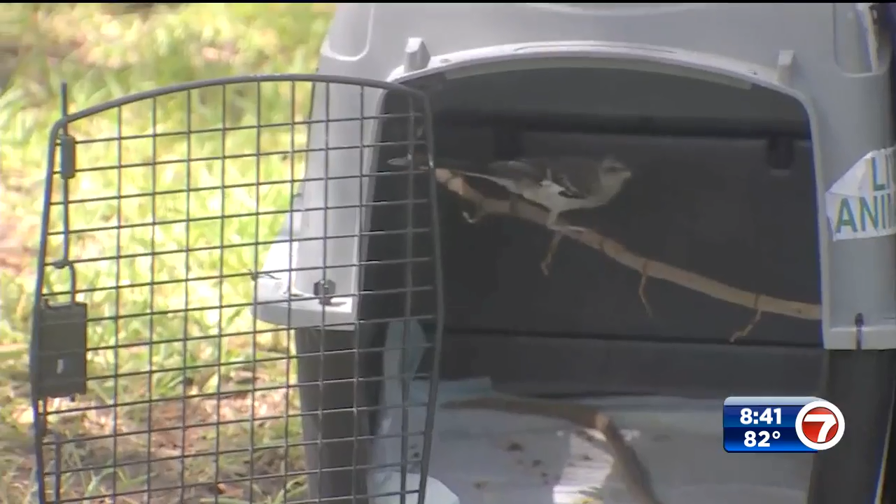 Pelican Harbor Seabird Station releases mockingbird that suffered ...