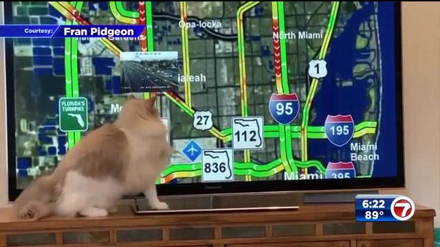 Video shows 7News viewer’s cat mesmerized by Fast Track Traffic ...