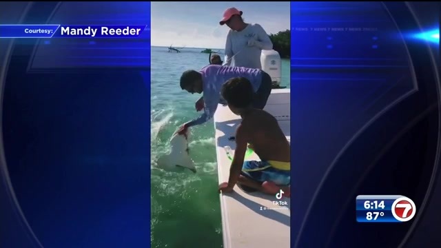 Ouch! TikTok video shows lemon shark biting down on Florida man’s pinky ...