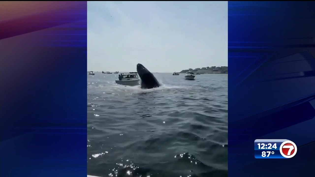 Whale whomping: Jumping humpback lands on boat; no one hurt - WSVN ...