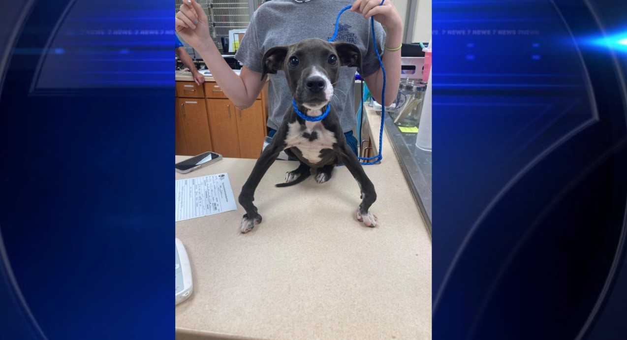 Good Samaritans rescue dog with bowed legs in Palm Harbor - WSVN 7News ...
