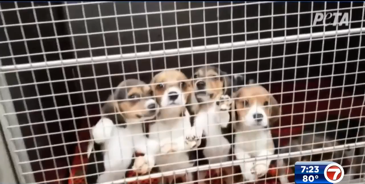 4,000 beagles will be rescued from a Virginia breeding facility - WSVN ...