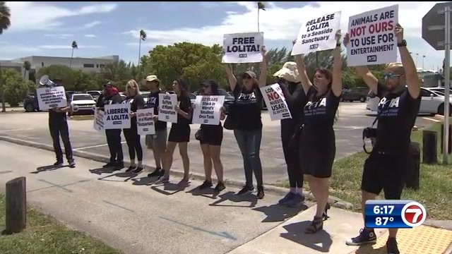 PETA protesters call for release of Lolita from Miami Seaquarium - WSVN ...
