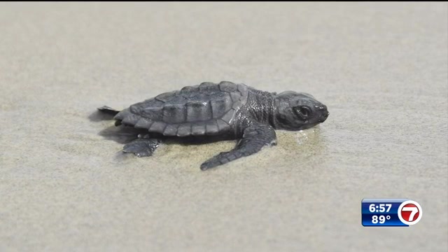 Kemp’s ridley sea turtle nests 1st in 75 years in Louisiana - WSVN ...