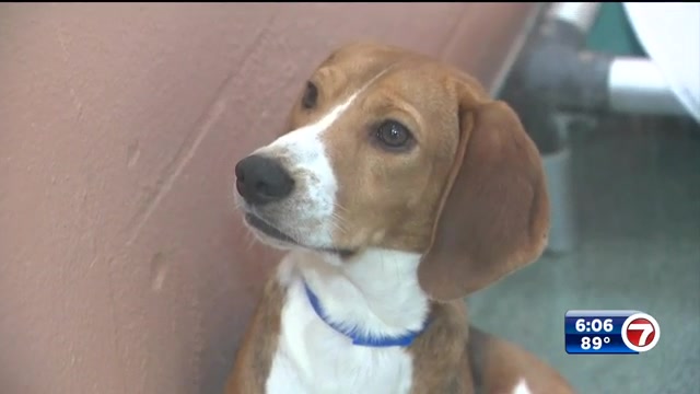 20 beagle puppies rescued from Virginia breeders arrive in South ...