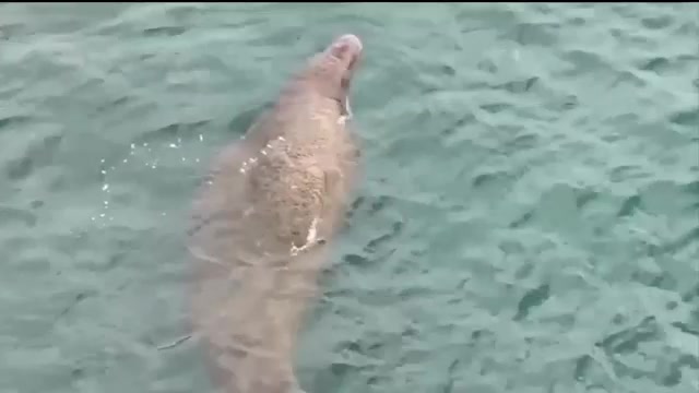 Fully recovered manatee released back into the wild near West Palm ...