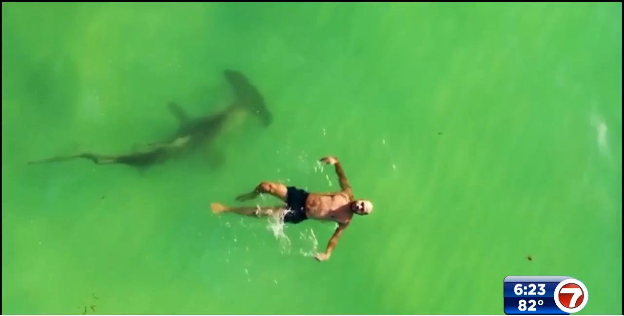 New shark study finds sharks do not seek humans as prey - WSVN 7News ...