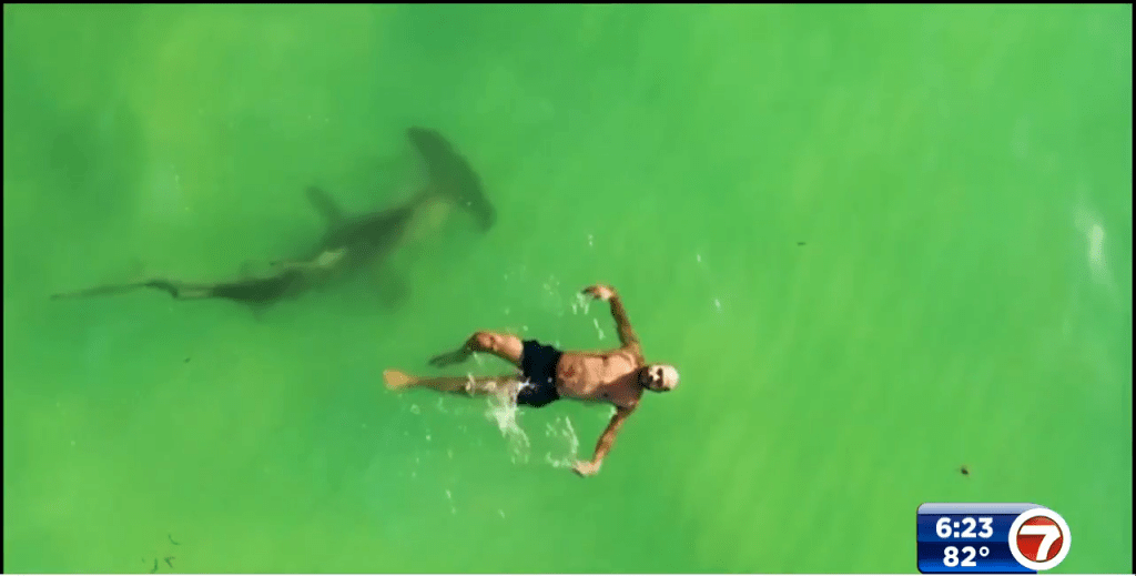 New shark study finds sharks do not seek humans as prey – WSVN 7News ...