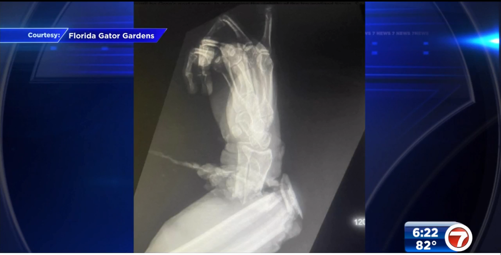 ‘An occupational hazard’: Florida wildlife director loses hand after ...