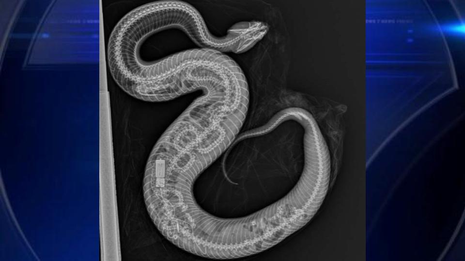 X-ray shows Zoo Miami Burmese python inside Florida cottonmouth - WSVN ...