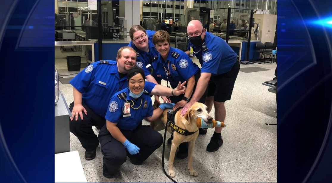 TSA’s ‘cutest canine’ retires after almost 10 years of service - WSVN ...
