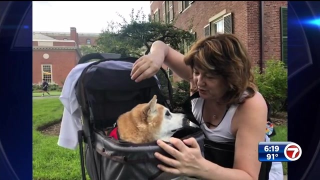 Woman says carjackers in North Miami stole car with her blind dog ...