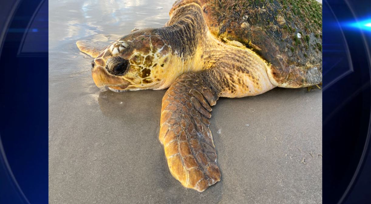 Hundreds of sea turtles are stranding on a Texas beach. Officials don’t ...