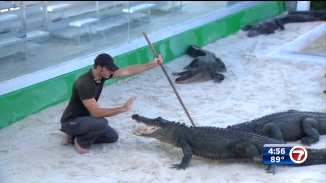Gator whisperer: Biologist Chris Gillette aims to debunk stigma ...