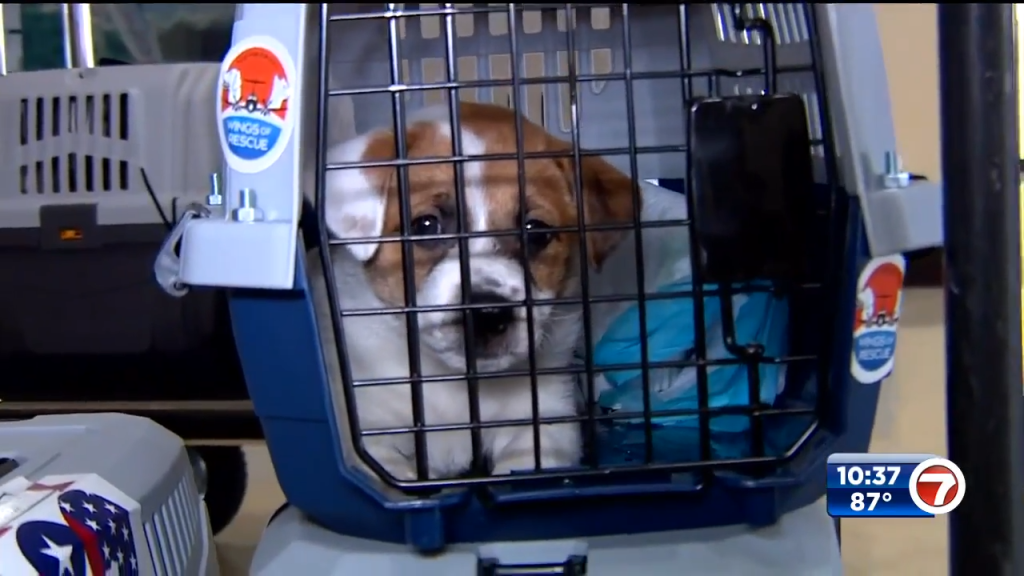 30 cats, dogs flown from Puerto Rico shelter damaged by Fiona, taken in ...