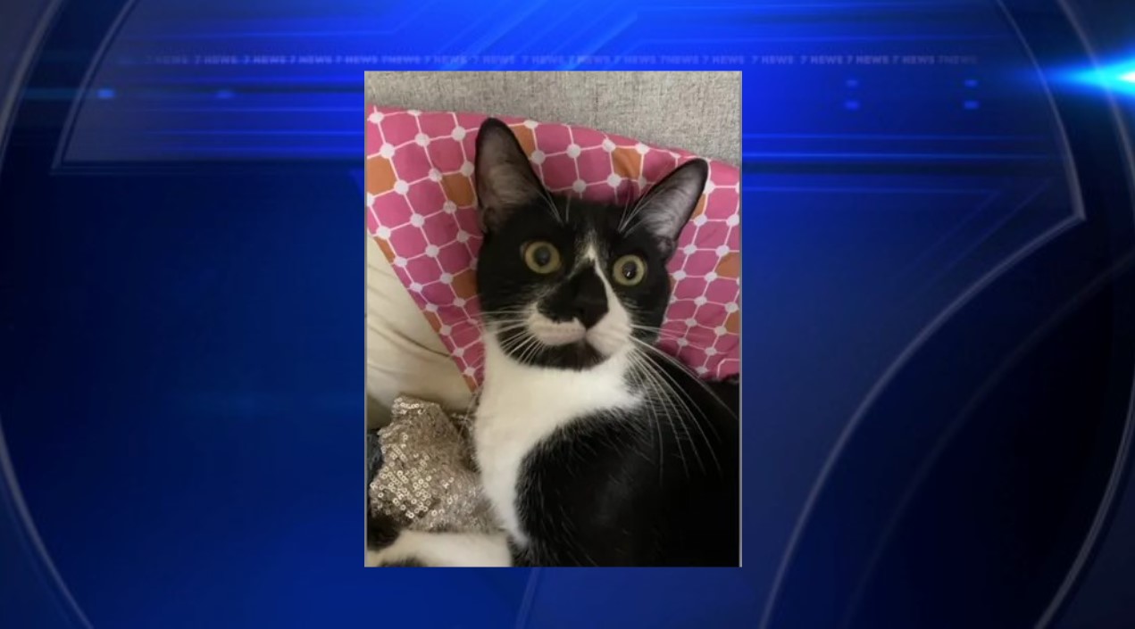 Florida deputy arrested after stomping, killing ex-girlfriend’s cat ...