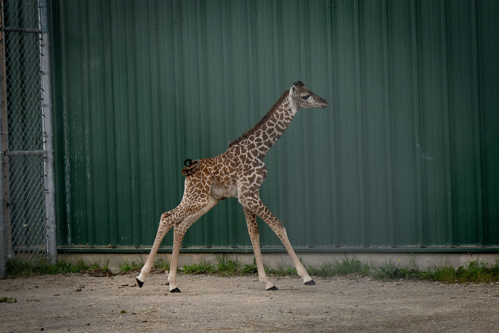 ‘Miracle baby’ giraffe born at Columbus Zoo - WSVN 7News | Miami News ...