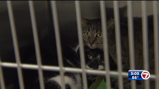 Over 100 cats found living in deplorable conditions pulled from ...