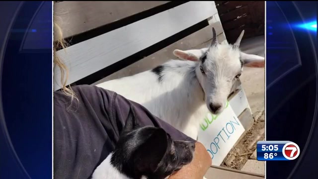 ‘I’m heartbroken’: 2 caught on video stealing baby goat from Davie farm ...