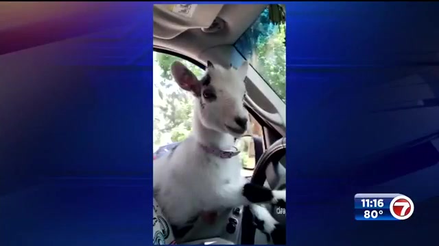 7News viewer offering $5K for safe return of baby goat stolen from ...