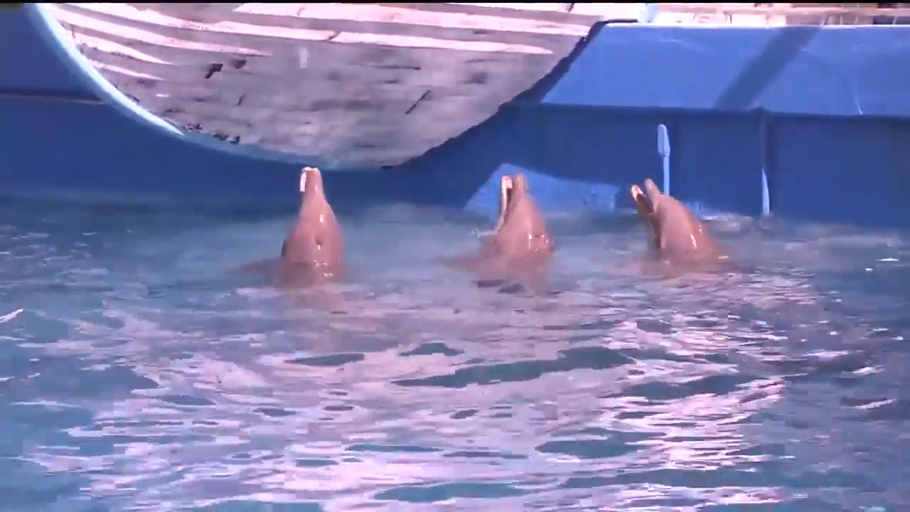 Flipper’s Fall Festival begins at Miami Seaquarium - WSVN 7News | Miami News, Weather, Sports ...