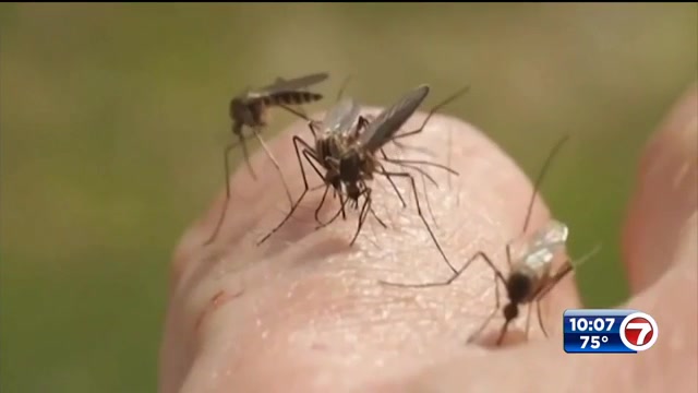 FDOH issues illness alert in Broward, confirms 2 dengue fever cases ...