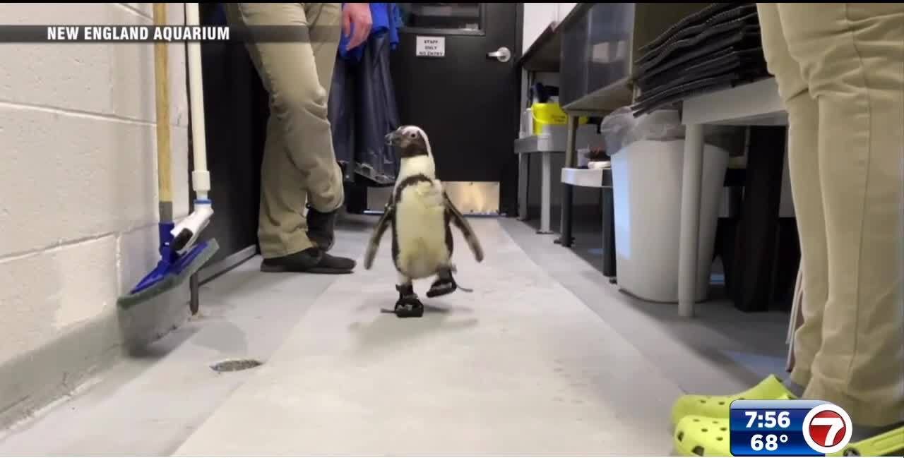 New England penguin gets ‘happy feet’ after wearing specialized booties ...