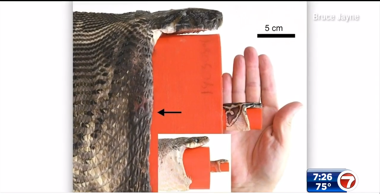 New study reveals Burmese python feeding method - WSVN 7News | Miami ...