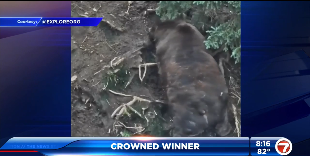 Fat Bear Week has a 2022 winner – WSVN 7News | Miami News, Weather ...