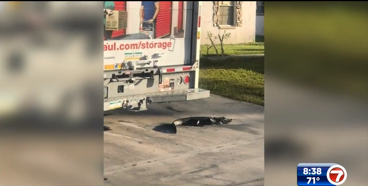 Fort Myers woman shares alligator encounter after neighbor gets bitten ...