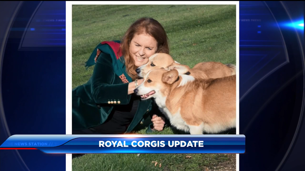 Sarah Ferguson posts first photos of Queen Elizabeth’s corgis since ...