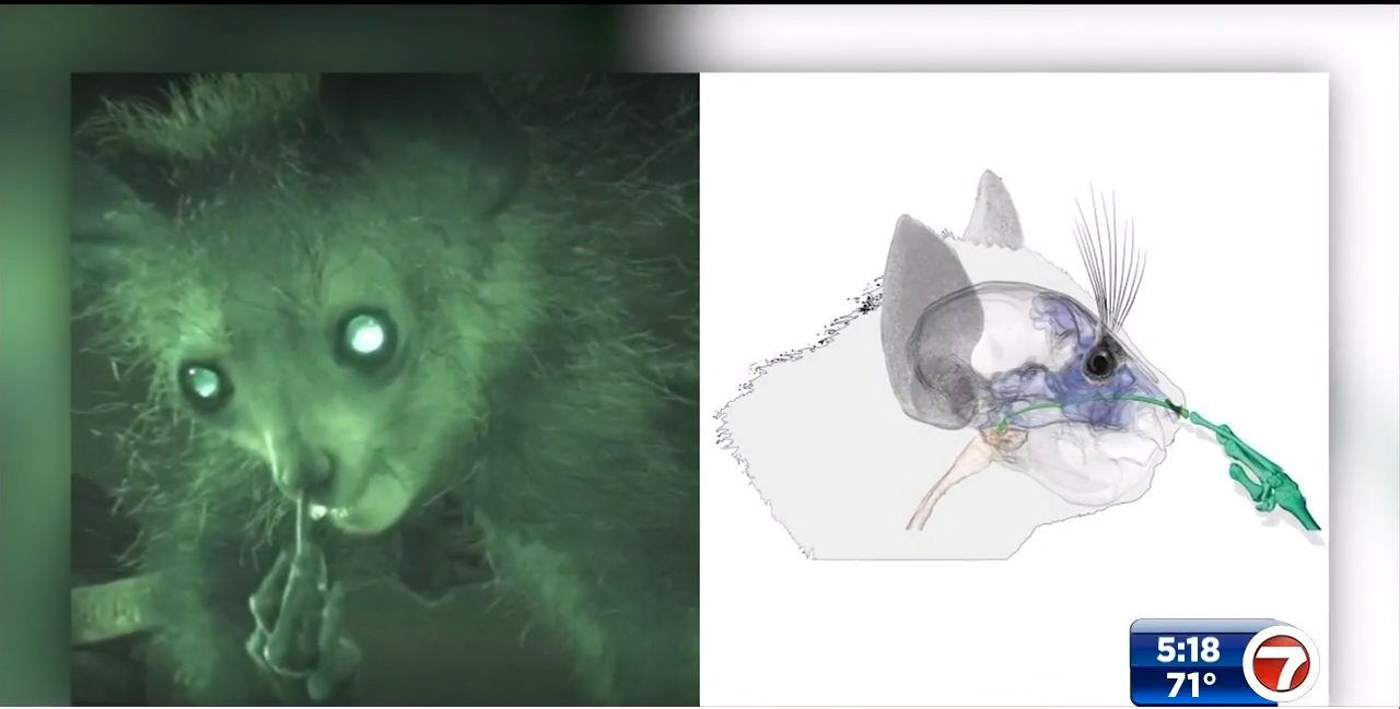 This weird-looking primate’s extra-long fingers give it an extra-gross ...