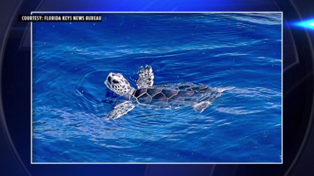 15 sea turtles released after rehabbing in the Florida Keys - WSVN ...