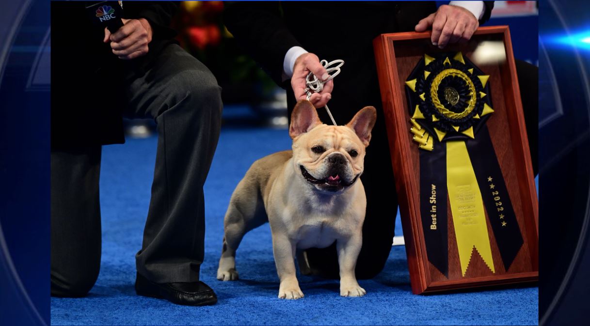French Bulldog wins top prize at National Dog Show - WSVN 7News | Miami ...