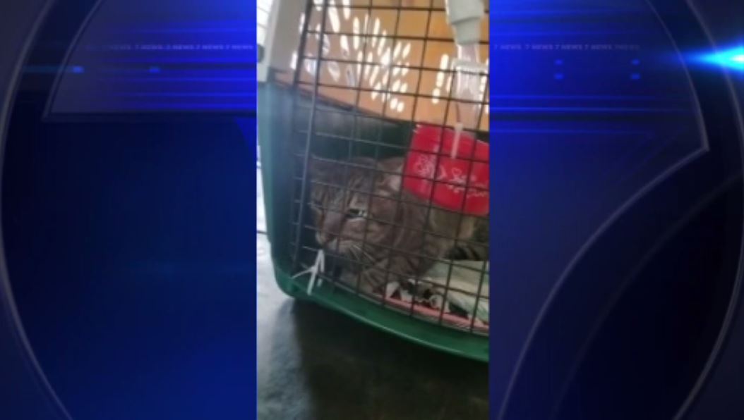 Owner says cat went missing after darting off transport van at boarding ...