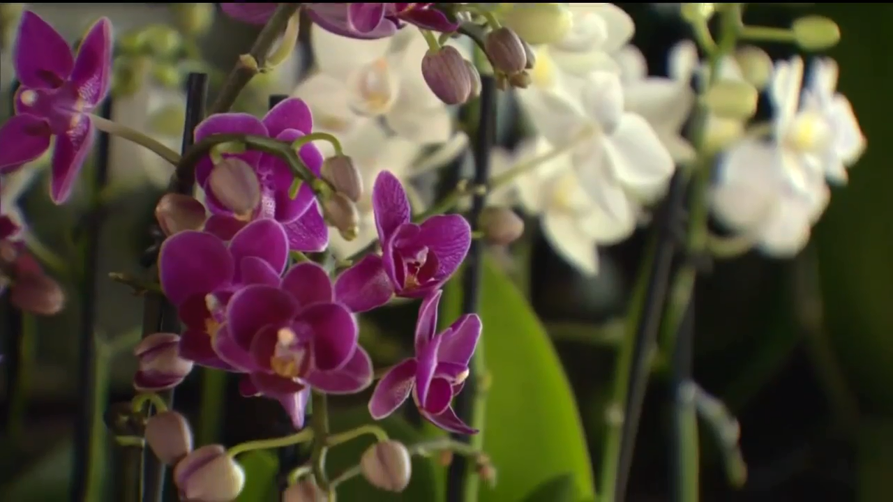 Midtown Garden Center in Miami offers one-stop-shop for your plant and ...