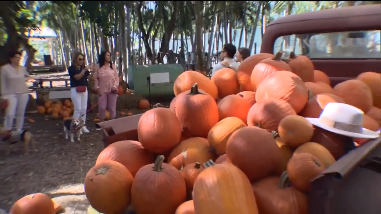 Experience a glimpse of fall in South Florida at The Berry Farms and ...
