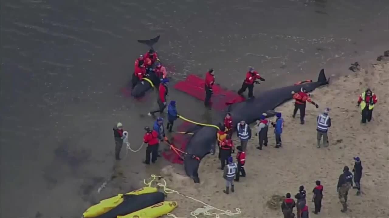 Rescuers race to save pilot whales stranded on Eastham beach - WSVN ...