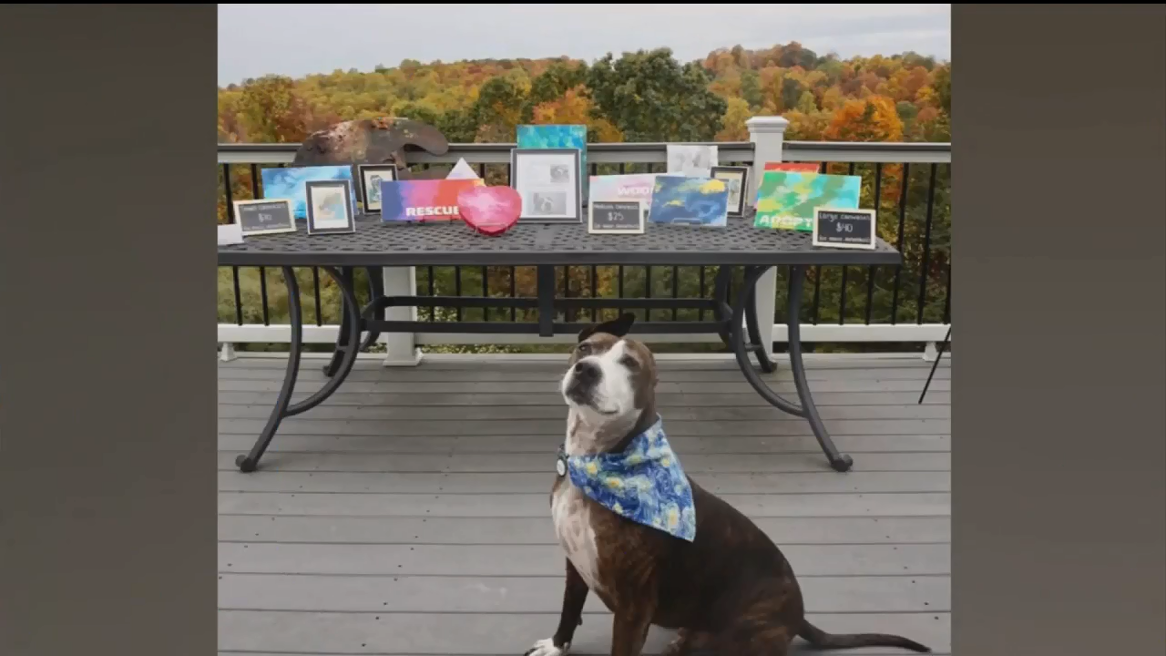 One-eared dog named Van Gogh channels creative side - WSVN 7News ...