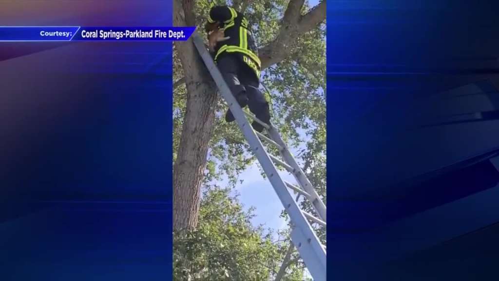 Coral Springs-Parkland Fire Department rescue cat stuck in tree – WSVN ...