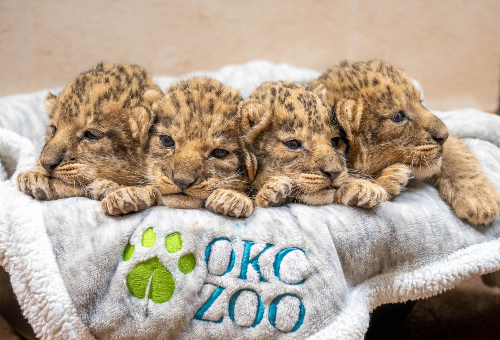 The Oklahoma City Zoo is asking for help naming 4 adorable lion cubs ...