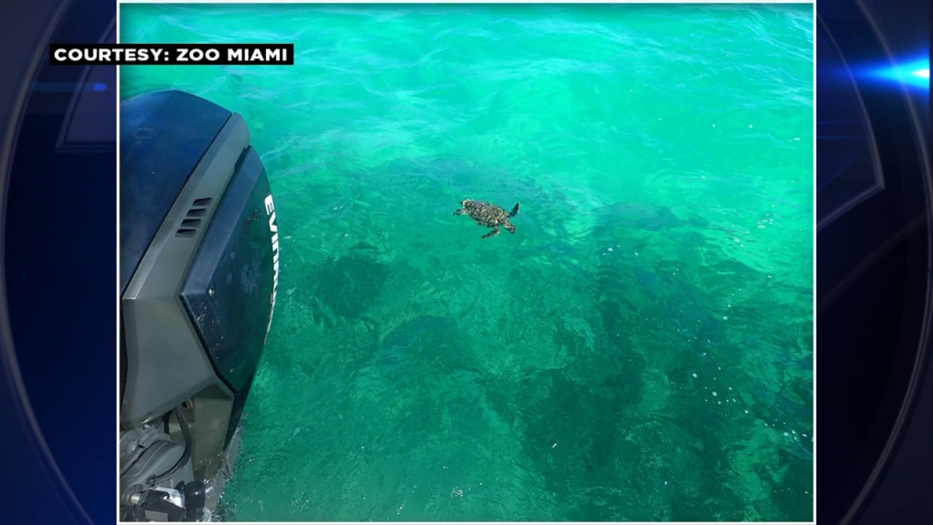 Baby sea turtle released into wild after completing rehab at Zoo Miami ...