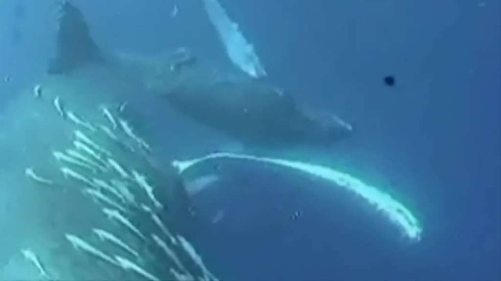 Lonely tunes: Humpback whales wail less as population grows - WSVN ...