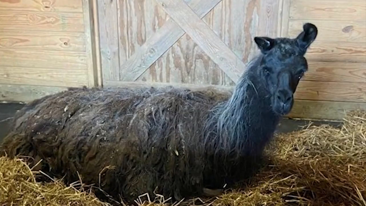 Llama leads police on hours-long chase in Virginia - WSVN 7News | Miami ...