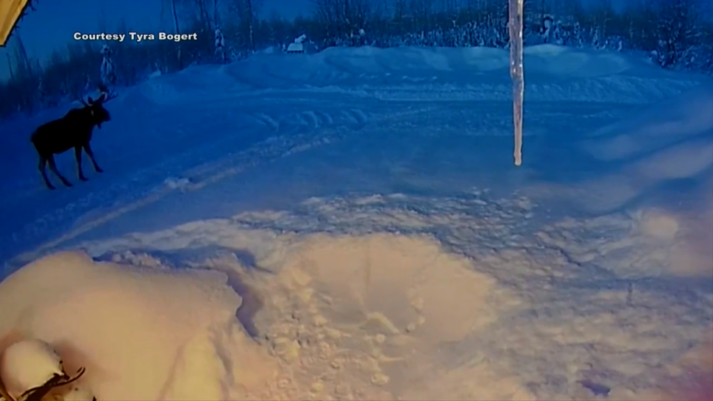 Rare site to see: Moose sheds antlers in front of Alaskan family home ...