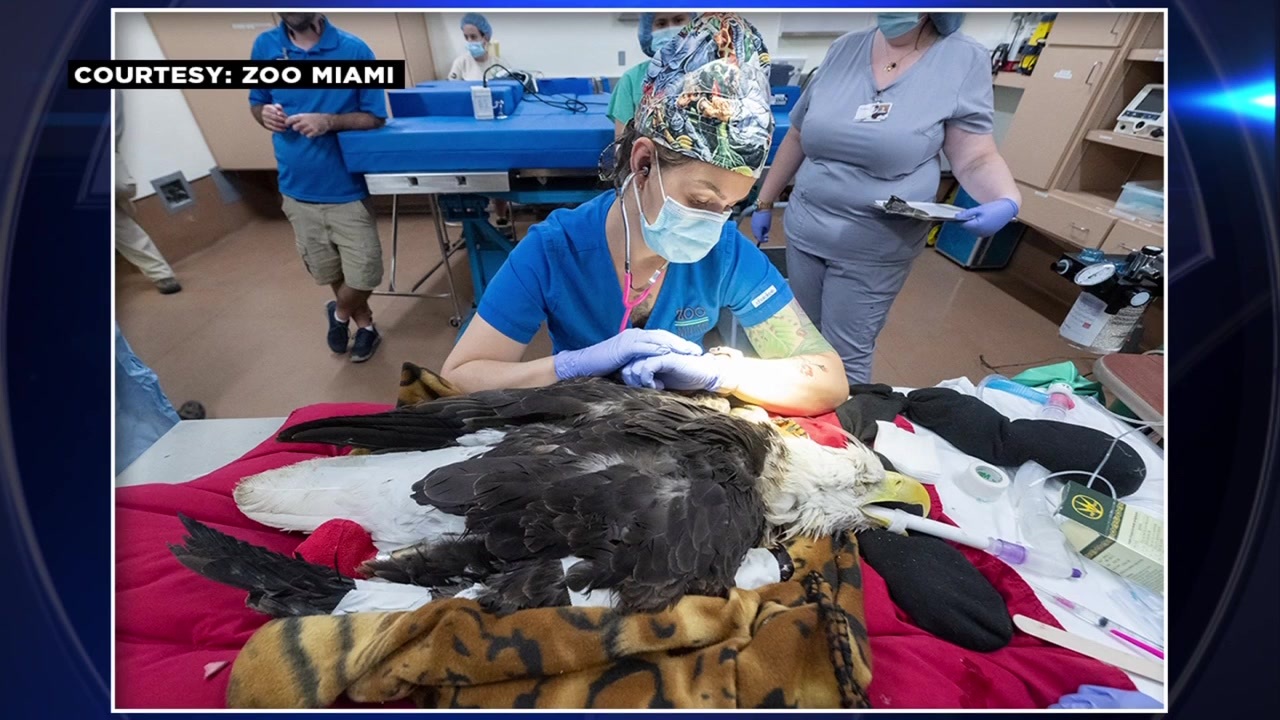 Rita the eagle in intensive care after wing surgery - WSVN 7News ...