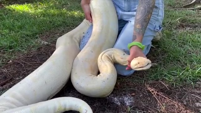 albino python size